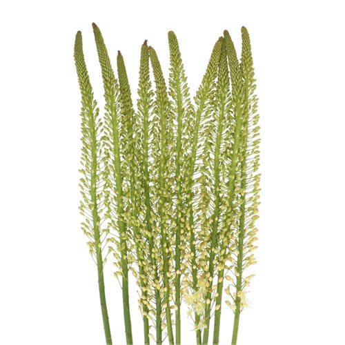 EREMURUS WHITE WEDDING 125cm | Wholesale Dutch Flowers & Florist ...