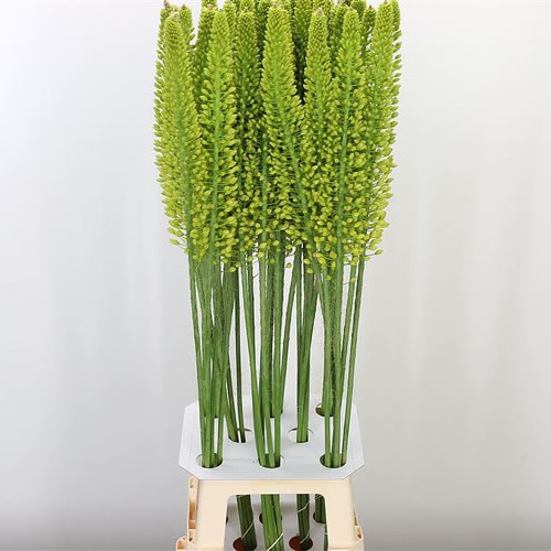EREMURUS YELLOW CLEOPATRA 100cm | Wholesale Dutch Flowers & Florist ...