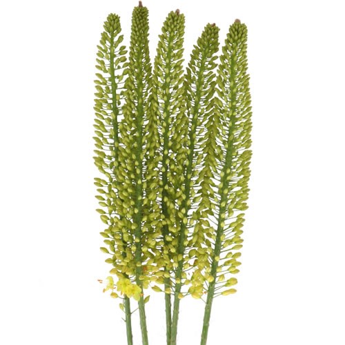 EREMURUS YELLOW CLEOPATRA 130cm | Wholesale Dutch Flowers & Florist ...