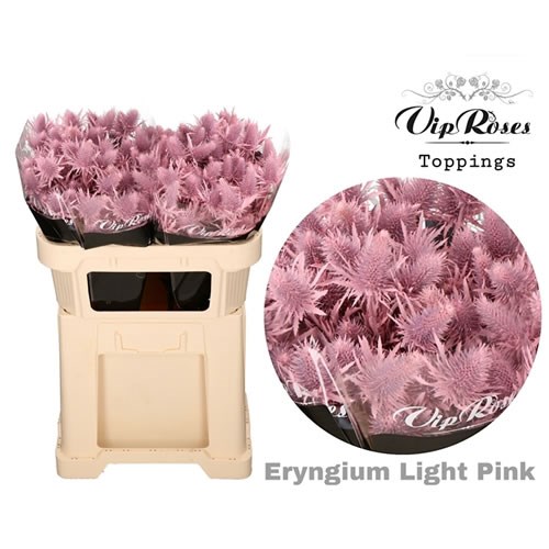 ERYNGIUM SUPERNOVA DYED LIGHT PINK 70cm | Wholesale Dutch Flowers ...