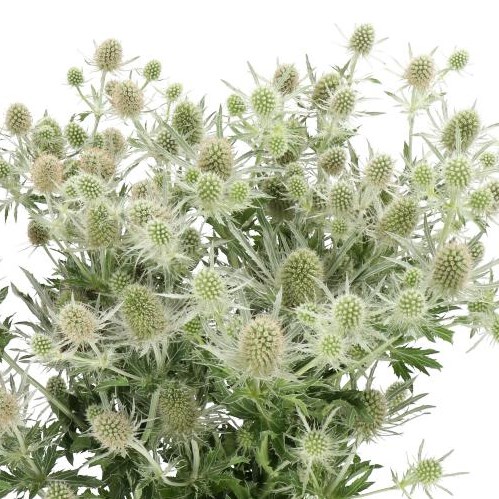 ERYNGIUM (THISTLE) MAGICAL WHITE LAGOON 50cm | Wholesale Dutch Flowers ...