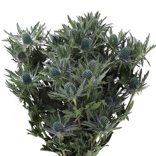 ERYNGIUM (THISTLE) ORION QUESTAR 70cm | Wholesale Dutch Flowers ...