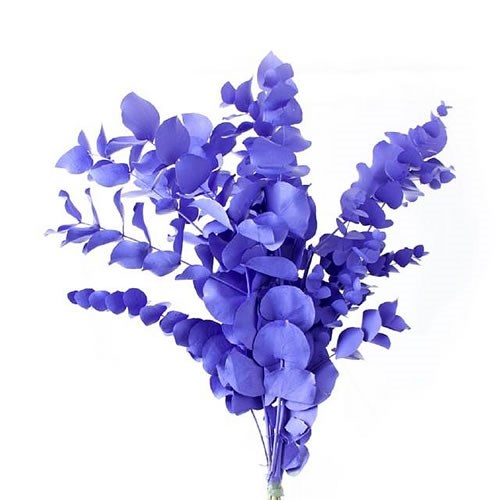 EUCALYPTUS CINEREA DYED PURPLE 70cm | Wholesale Dutch Flowers & Florist ...