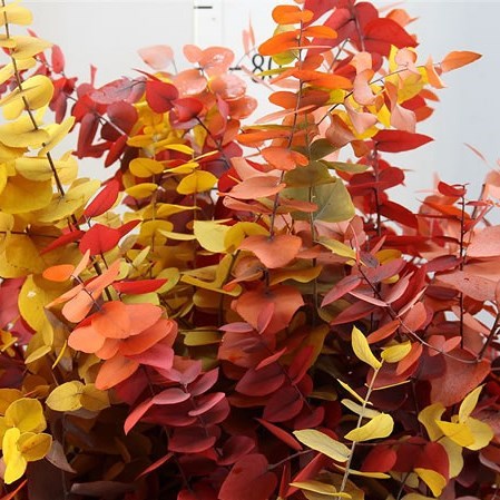 EUCALYPTUS STUARTIANA DYED AUTUMN 70cm | Wholesale Dutch Flowers ...
