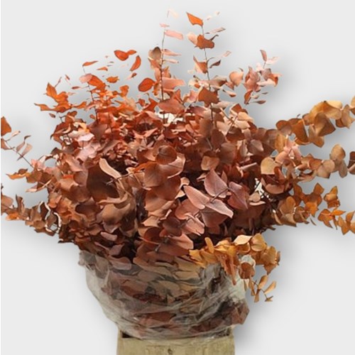 EUCALYPTUS STUARTIANA PRESERVED ORANGE 70cm | Wholesale Dried Flowers ...