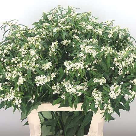 EUPHORBIA FULGENS SPRAY QUICKSILVER 75cm | Wholesale Dutch Flowers ...