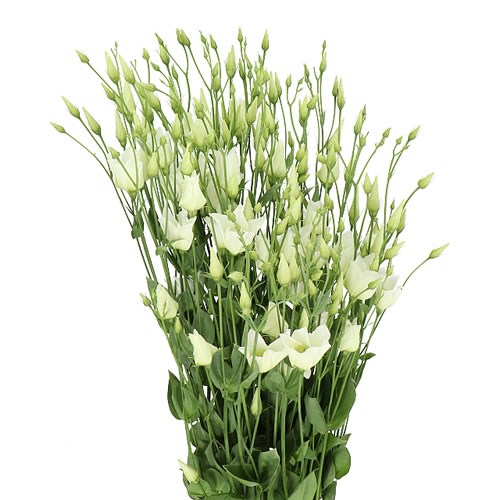EUSTOMA LISIANTHUS BOTANIC GREEN MIST 75cm | Wholesale Dutch Flowers ...