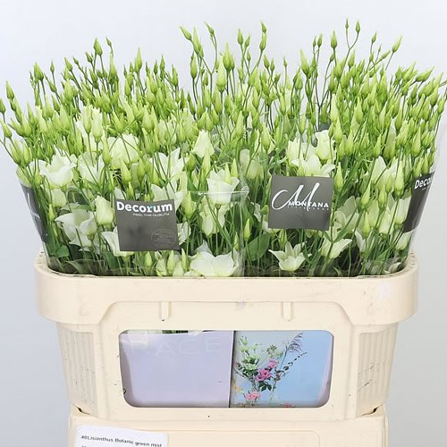 EUSTOMA LISIANTHUS BOTANIC GREEN MIST 75cm | Wholesale Dutch Flowers ...