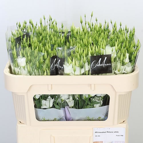 EUSTOMA LISIANTHUS BOTANIC WHITE 70cm | Wholesale Dutch Flowers ...