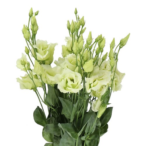 EUSTOMA LISIANTHUS DBL. ALISSA GREEN 70cm | Wholesale Dutch Flowers ...