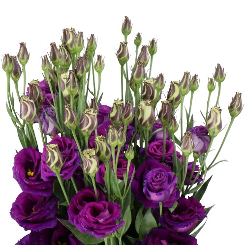 EUSTOMA LISIANTHUS DBL. CROMA PURPLE 70cm | Wholesale Dutch Flowers ...