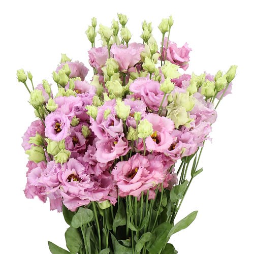 EUSTOMA LISIANTHUS DBL. JULIUS GRAPE 70cm | Wholesale Dutch Flowers ...