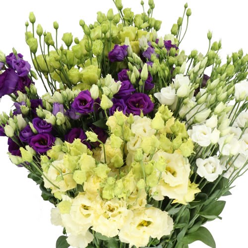 EUSTOMA LISIANTHUS DBL. MIX 70cm | Wholesale Dutch Flowers & Florist ...