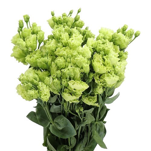 EUSTOMA LISIANTHUS DBL. ROSANNE BRIGHT GREEN 70cm | Wholesale Dutch ...