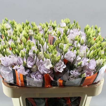 EUSTOMA LISIANTHUS DBL. ROSITA LAVENDER 70cm | Wholesale Dutch Flowers ...