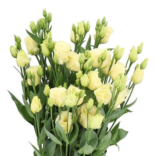 EUSTOMA LISIANTHUS DBL. ROSITA YELLOW 70cm | Wholesale Dutch Flowers ...
