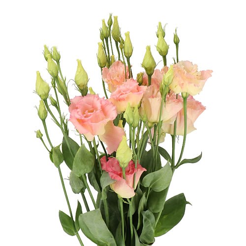 EUSTOMA LISIANTHUS DBL. SABRINA ORANGE 70cm | Wholesale Dutch FlowersUK