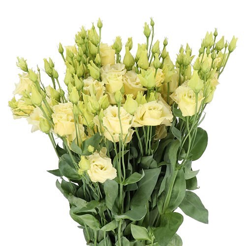 EUSTOMA LISIANTHUS DBL. ALISSA YELLOW 65cm | Wholesale Dutch Flowers ...
