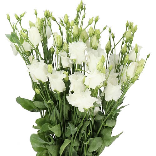 EUSTOMA LISIANTHUS FALDA WHITE 70cm | Wholesale Dutch Flowers & Florist ...
