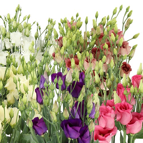 EUSTOMA LISIANTHUS MIX 70cm | Wholesale Dutch Flowers & Florist Supplies UK