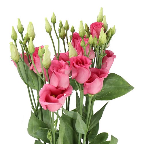 EUSTOMA LISIANTHUS PICCOLO PINK 70cm 5+ | Wholesale Dutch Flowers ...