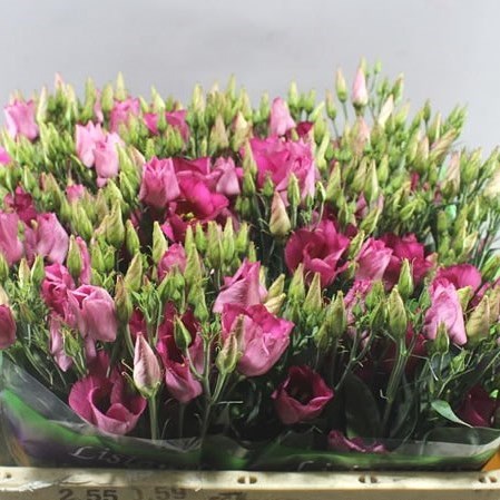 EUSTOMA LISIANTHUS PICCOLO RED 70cm | Wholesale Dutch Flowers & Florist ...