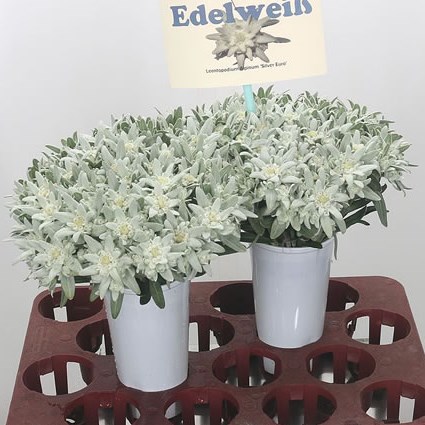 Edelweiss Silver Euro 24cm | Wholesale Dutch Flowers & Florist Supplies UK