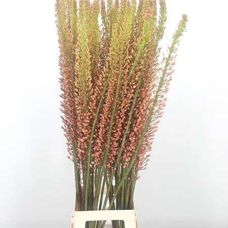 Eremurus Oase 110cm | Wholesale Dutch Flowers & Florist Supplies UK