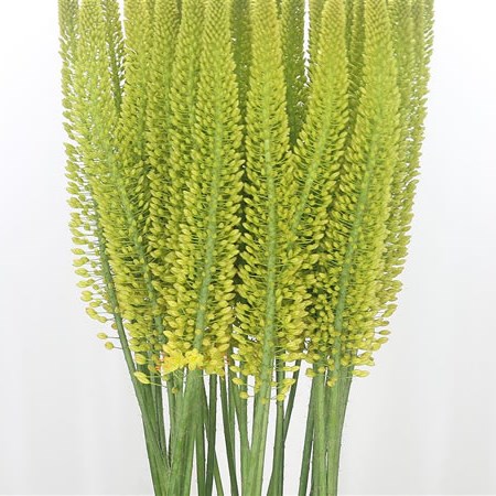 Eremurus Yellow Cleopatra 110cm | Wholesale Dutch Flowers & Florist ...