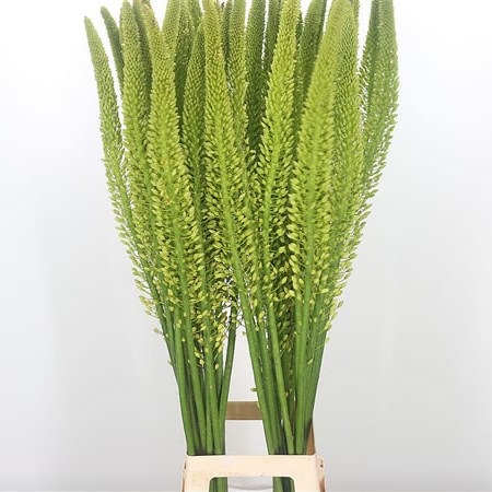 Eremurus Yellow Rebel 110cm | Wholesale Dutch Flowers & Florist Supplies UK