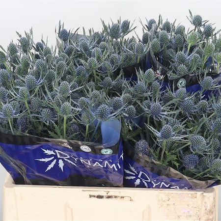 Eryngium (Thistle) Blue Dynamite 55cm | Wholesale Dutch Flowers ...