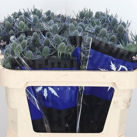 Eryngium (Thistle) Blue Dynamite 60cm | Wholesale Dutch Flowers ...