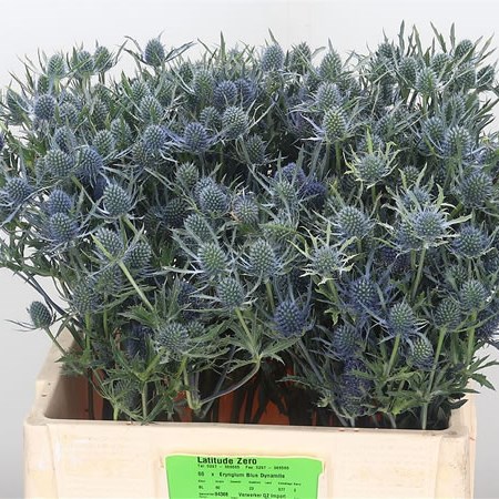 Eryngium (Thistle) Blue Dynamite 60cm | Wholesale Dutch Flowers ...