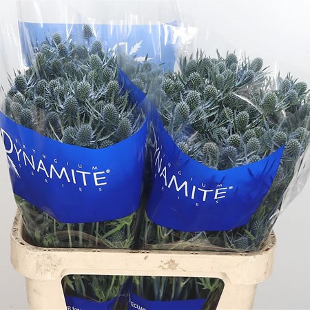 Eryngium (Thistle) Blue Dynamite 80cm | Wholesale Dutch Flowers ...