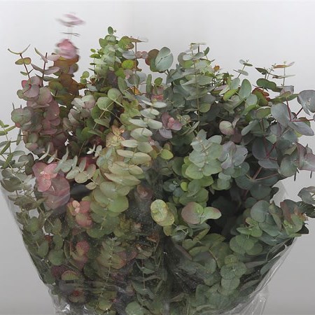 Eucalyptus Cinerea Autumn (Natural) 68cm | Wholesale Dutch Flowers ...