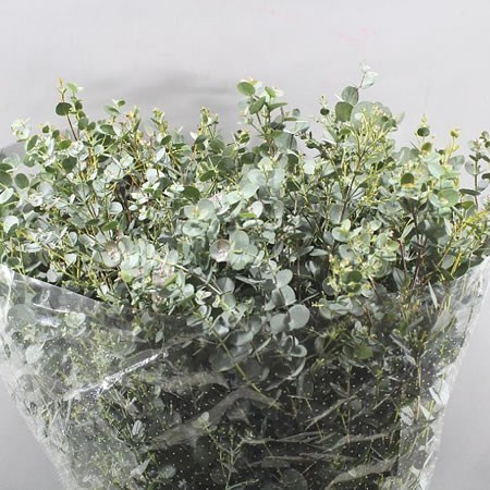 Eucalyptus Gunni 50cm 150gm | Wholesale Dutch Flowers & Florist Supplies UK