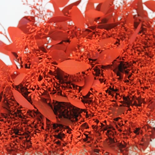 Eucalyptus Populus With Berries Dyed Red 60cm | Wholesale Dutch Flowers ...