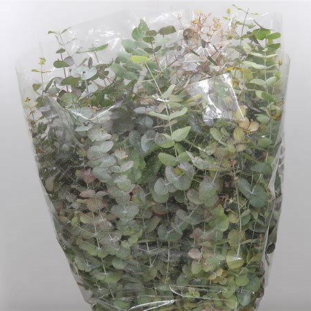 Eucalyptus Stuartiana Autumn (Natural) 60cm | Wholesale Dutch Flowers ...