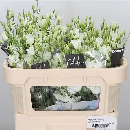 Eustoma Lisianthus Botanic White 75cm | Wholesale Dutch Flowers ...