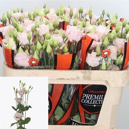 Eustoma Lisianthus Dbl. Corelli Light Pink 75cm | Wholesale Dutch ...