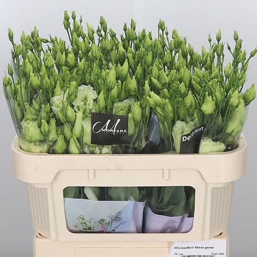 Eustoma Lisianthus Dbl. Alissa Green 70cm | Wholesale Dutch Flowers ...