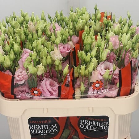 Eustoma Lisianthus Dbl. Alissa Light Pink 70cm | Wholesale Dutch ...