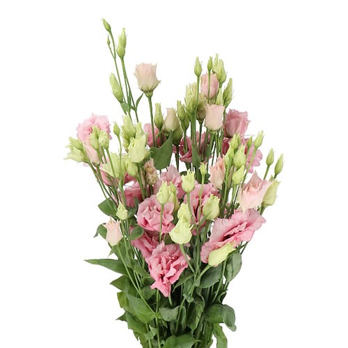 Eustoma Lisianthus Dbl. Alissa Light Pink 70cm | Wholesale Dutch ...