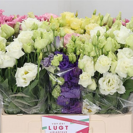 Eustoma Lisianthus Dbl. Alissa Mix 65cm | Wholesale Dutch Flowers ...