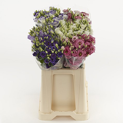 Eustoma Lisianthus Dbl Alissa Mix (Tall) 70cm | Wholesale Dutch Flowers ...