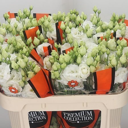 Eustoma Lisianthus Dbl. Alissa Pure White 70cm | Wholesale Dutch ...