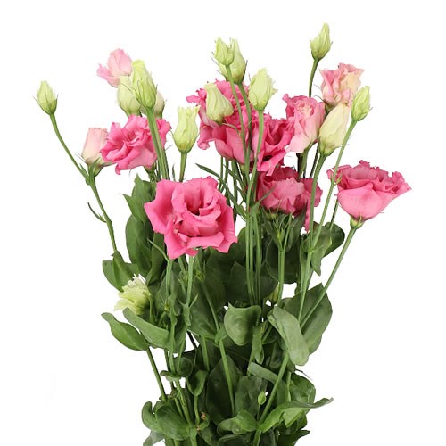 Eustoma Lisianthus Dbl. Alissa Rose 70cm | Wholesale Dutch Flowers ...