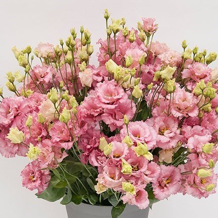 Eustoma Lisianthus Dbl. Alissa Rose 70cm | Wholesale Dutch Flowers ...