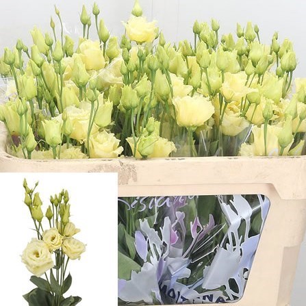 Eustoma Lisianthus Dbl. Alissa Yellow 70cm | Wholesale Dutch Flowers ...