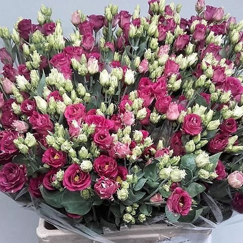 Eustoma Lisianthus Dbl. Arosa Red 72cm | Wholesale Dutch Flowers ...